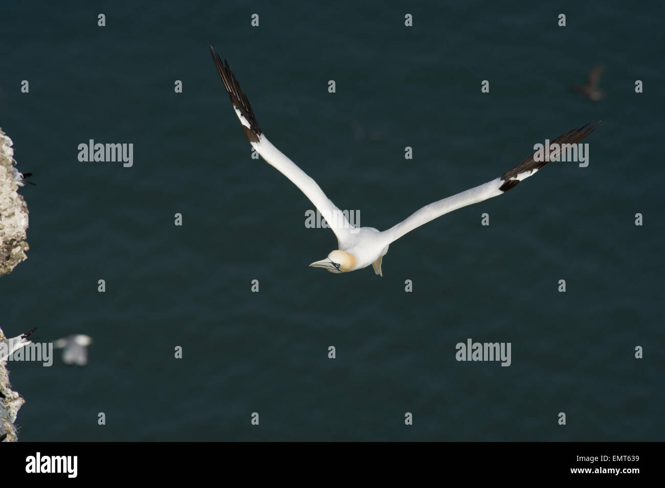 Blue gannet landing sea in flight hi-res stock photography and images ...