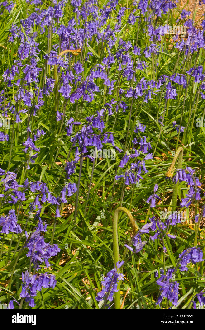 English bluebells in uk hi-res stock photography and images - Alamy
