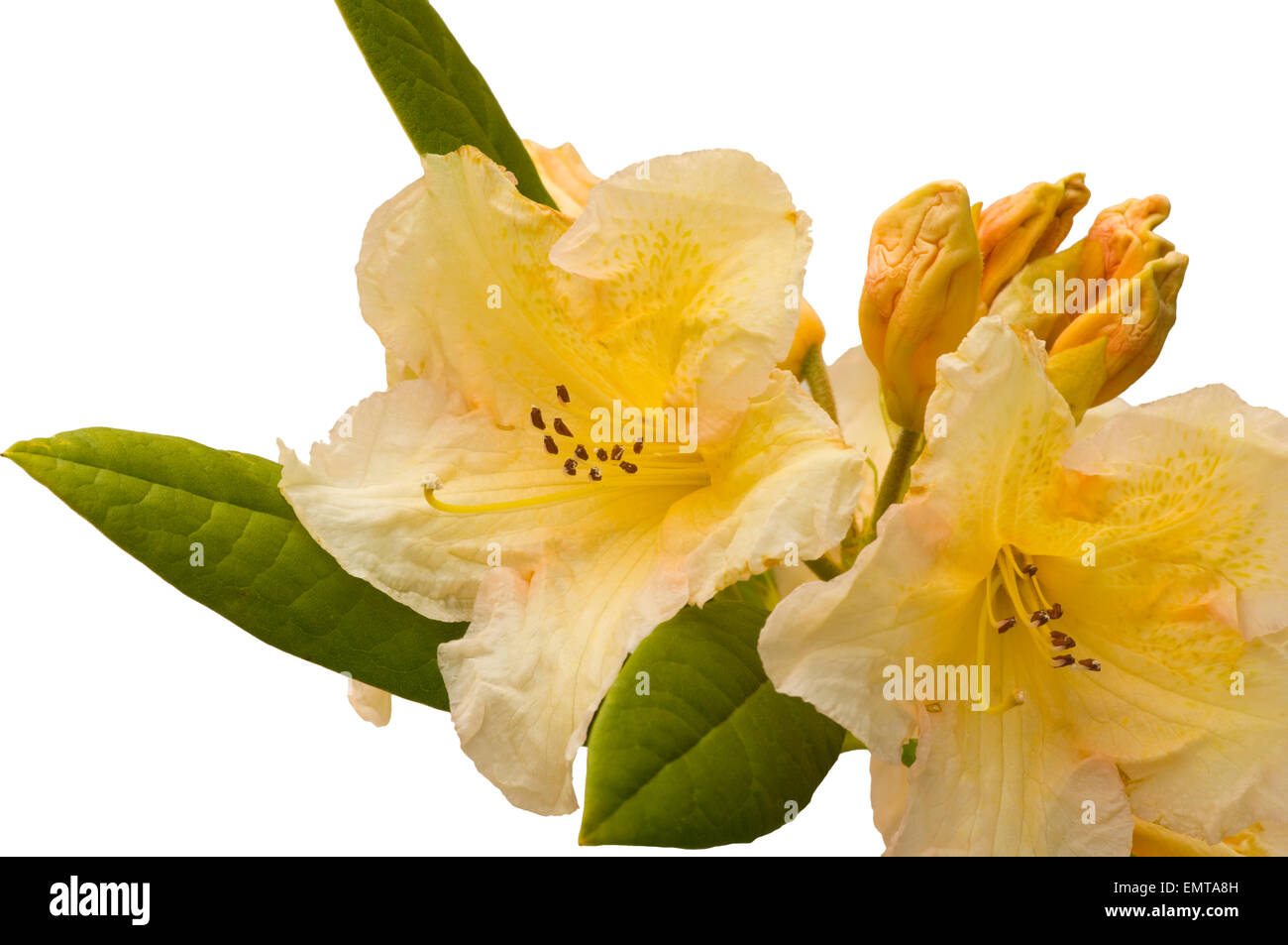 Pale Yellow Rhododendron Flowers Stock Photo - Alamy