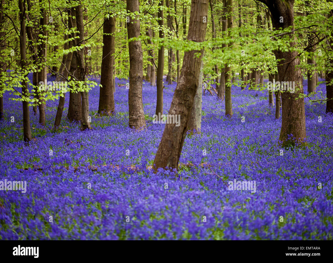 Bluebell forest hi-res stock photography and images - Alamy