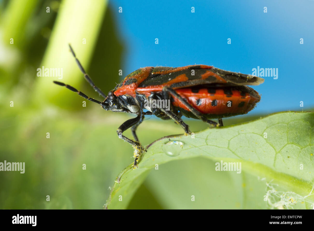 Red an black bug hi-res stock photography and images - Alamy