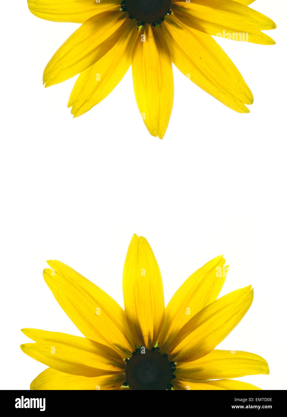 Floral frame of two sides of yellow flower isolated on white background ...