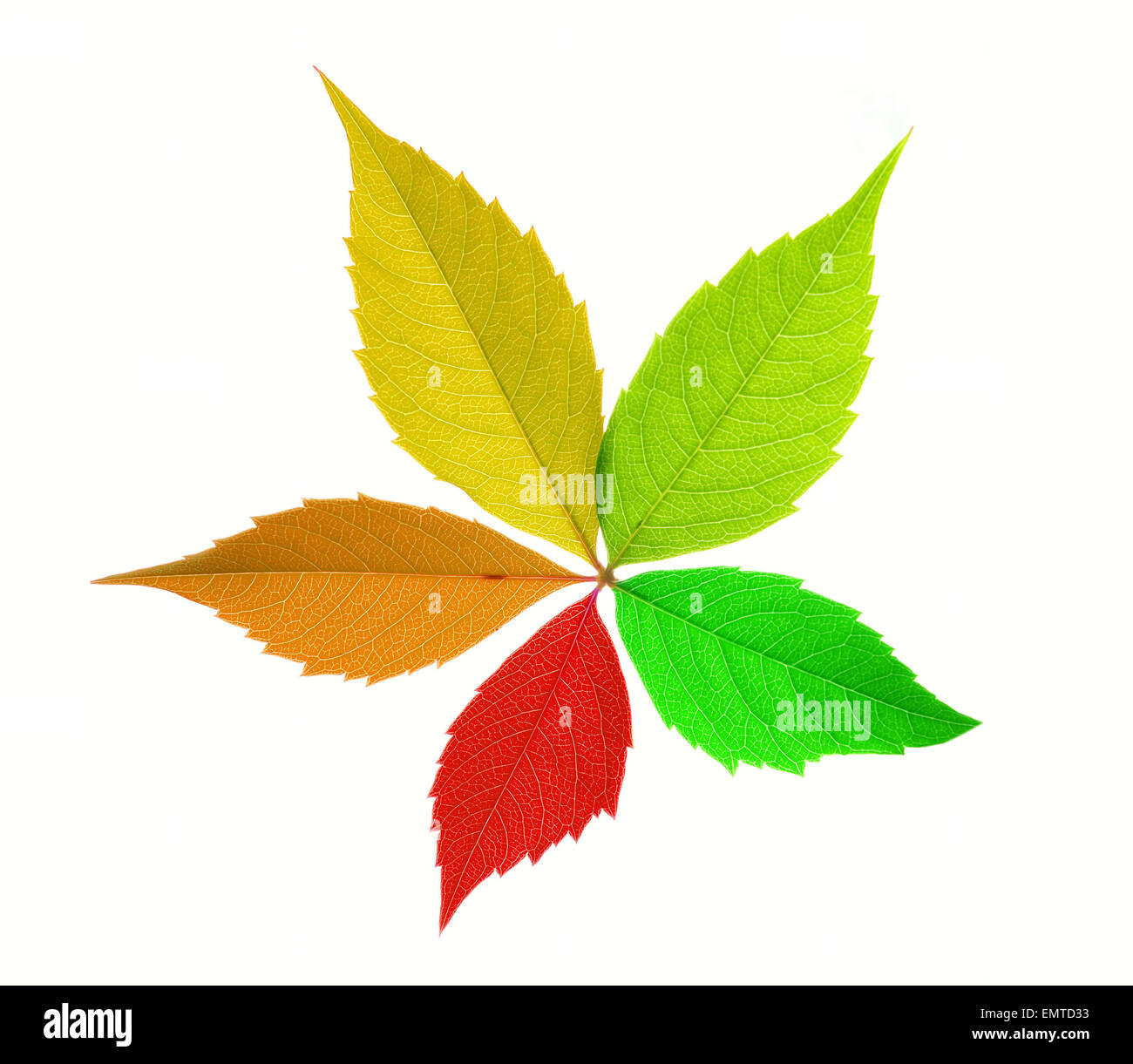 Colorful leaf isolated on white background Stock Photo - Alamy
