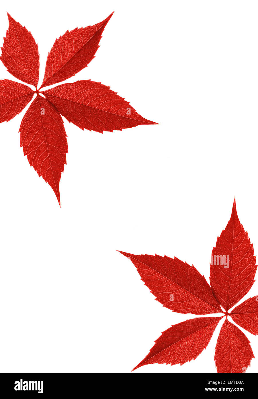 Red autumn leaf border Stock Photo - Alamy