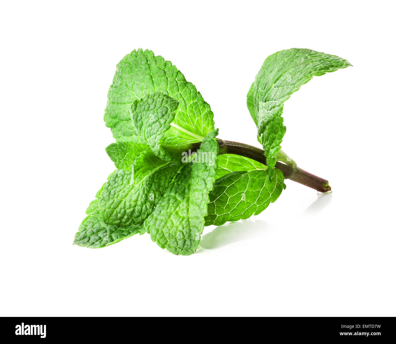 Fresh mint isolated on a white background Stock Photo - Alamy