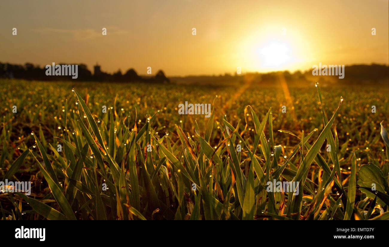 Sunrise through dew on crops Stock Photo - Alamy