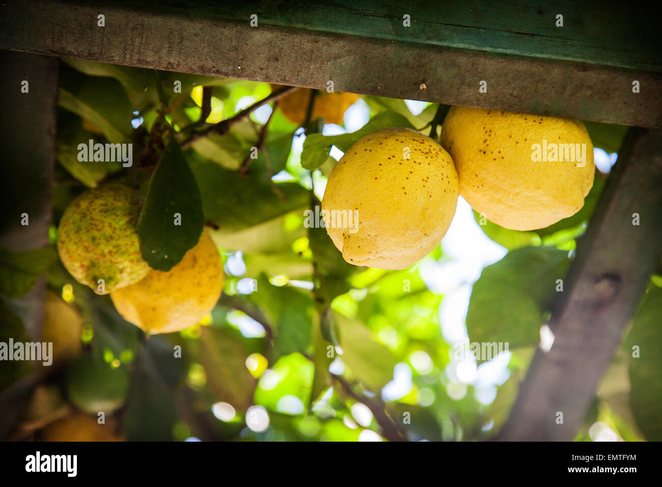 Lemons growing on lemon tree on summer time Stock Photo - Alamy