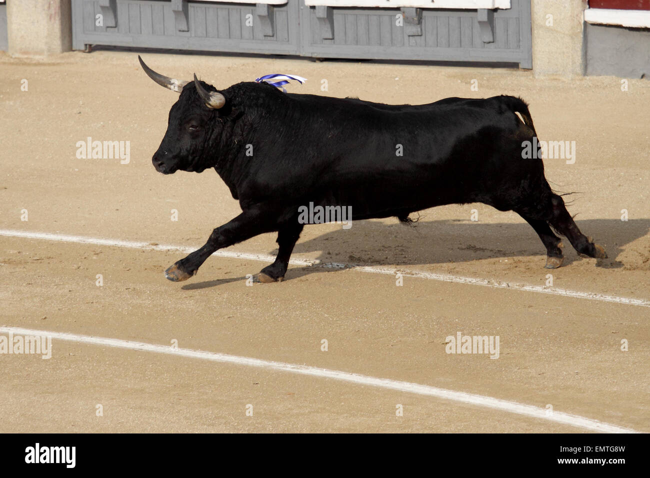 a spanish bull in the arena Stock Photo - Alamy
