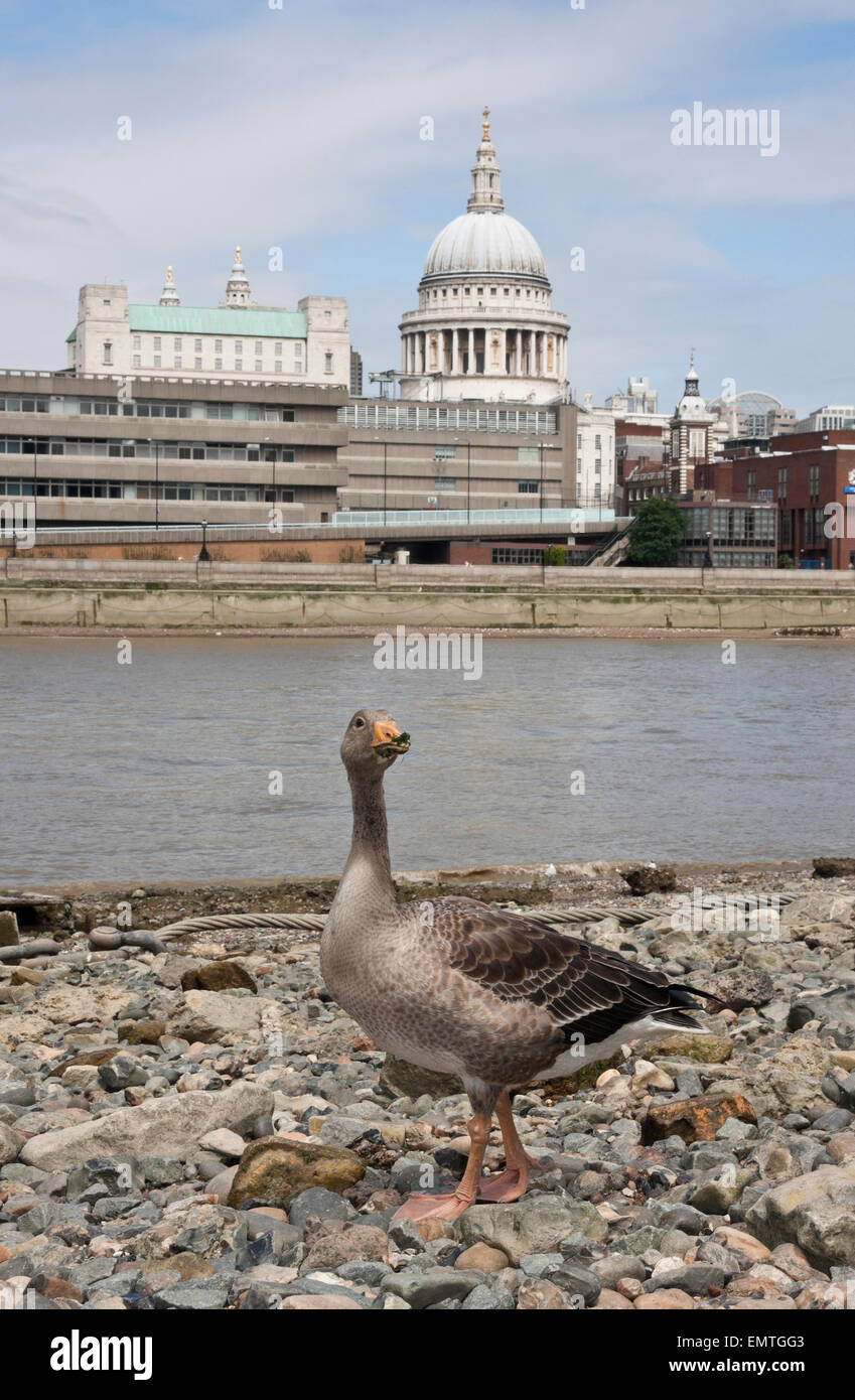 A Greylag Goose on the banks of The Thames with St Paul's Cathedral in ...