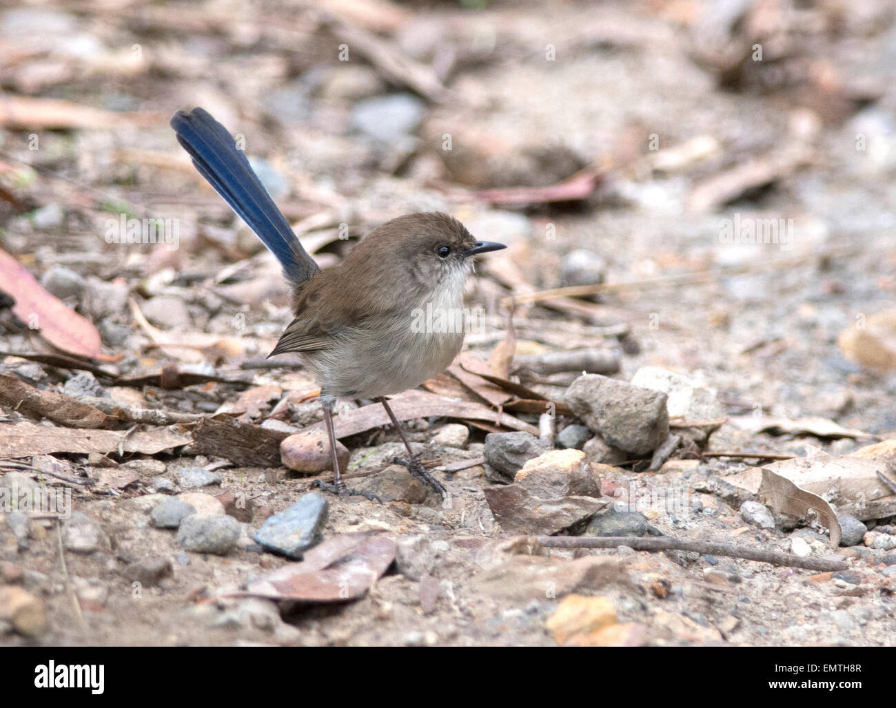 Superb Fairy Wren Stock Photo - Alamy
