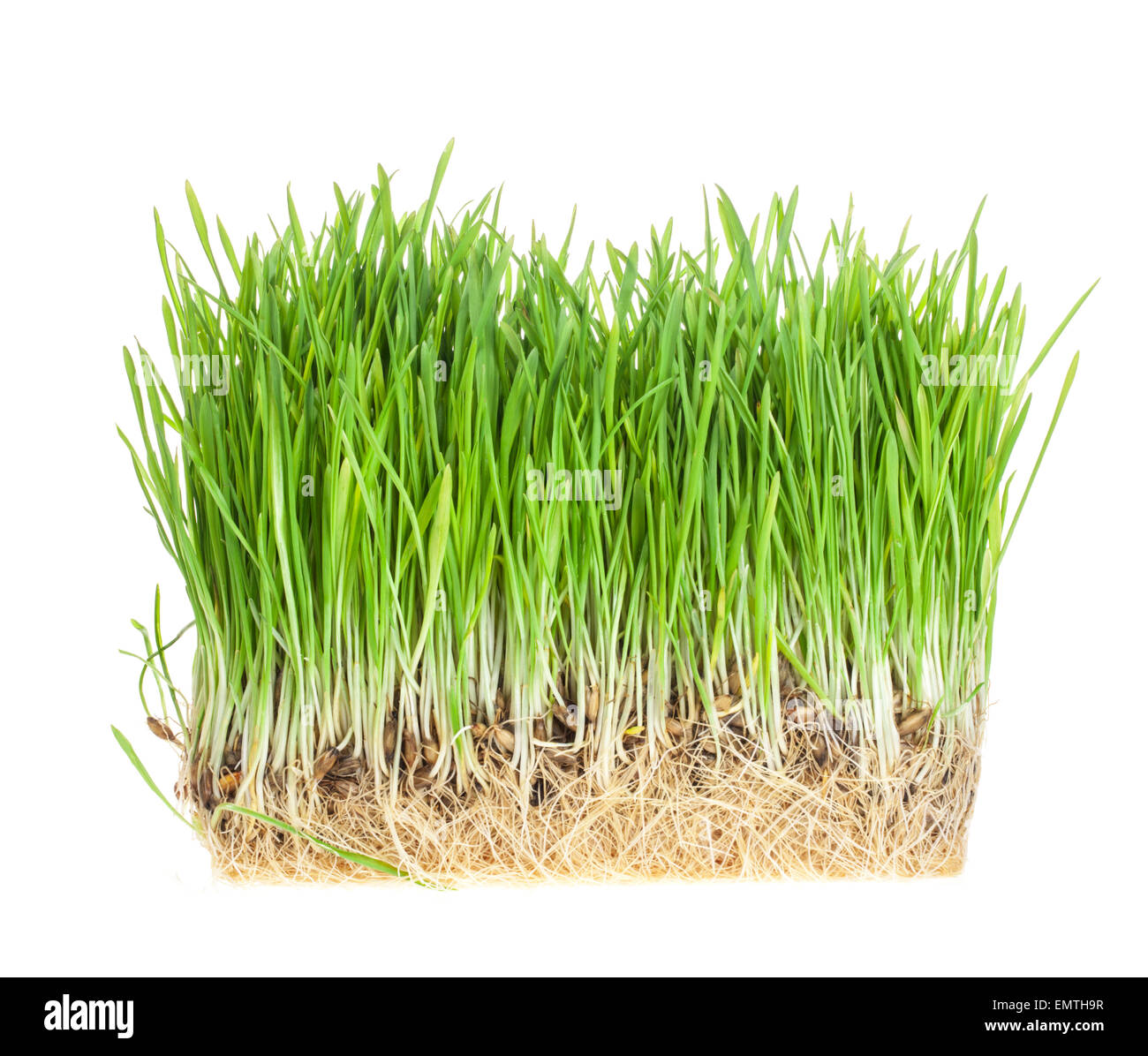 Soil young grass Cut Out Stock Images & Pictures - Alamy