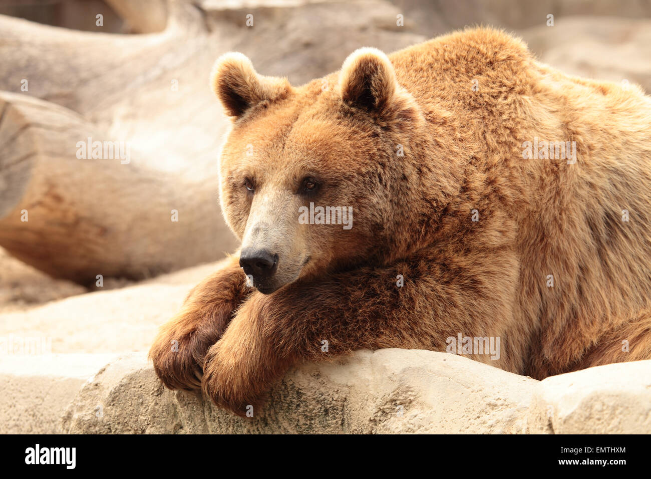 wild brown bear resting Stock Photo - Alamy
