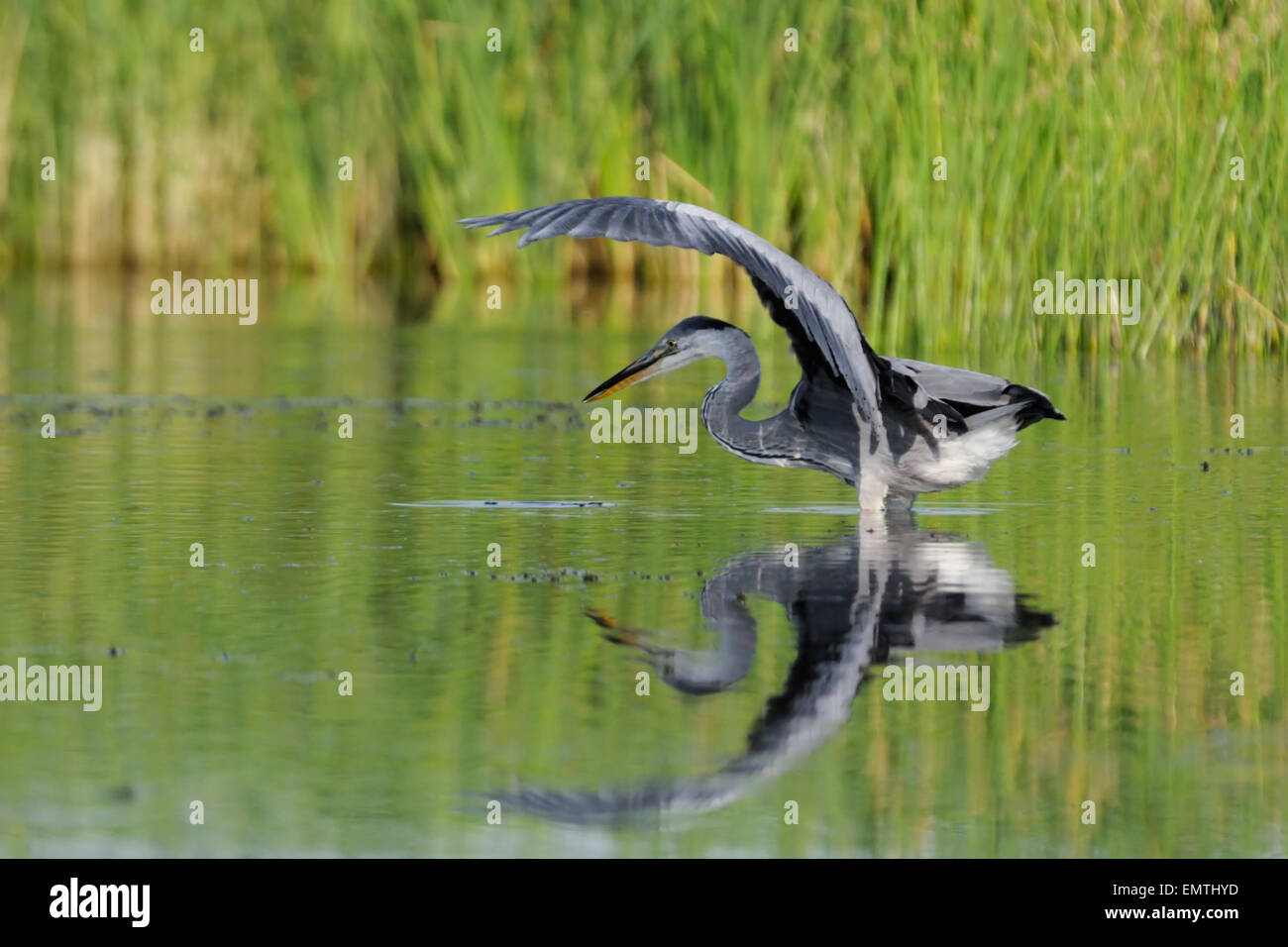 Heron in its environment hi-res stock photography and images - Alamy