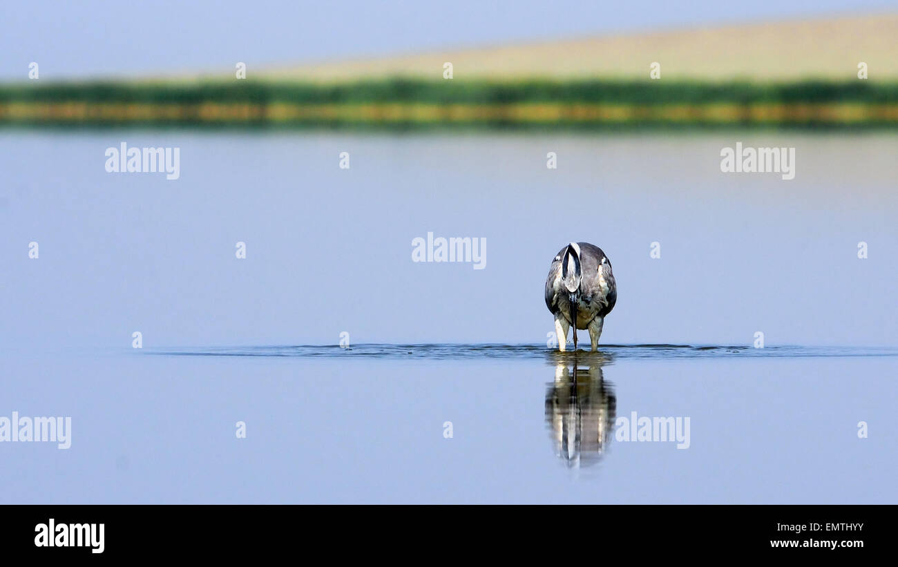 Grey Heron at Manych lake in Kalmykia, Russia Stock Photo - Alamy
