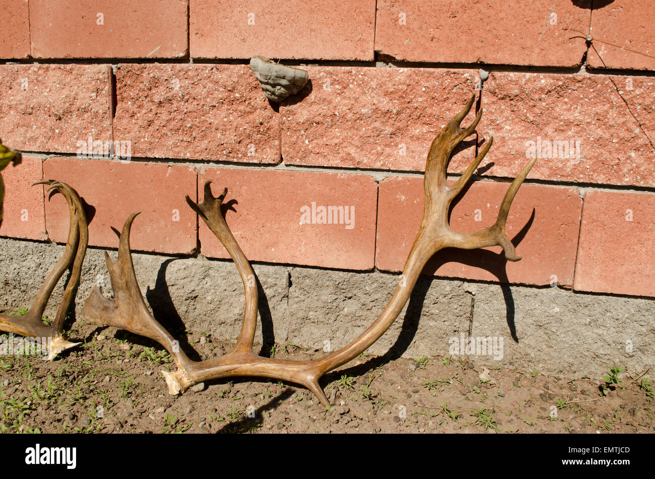 Old dry deer antlers lean against bu wall Stock Photo - Alamy
