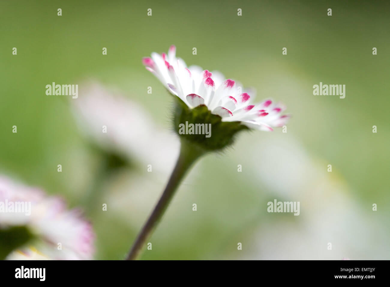 White and pinkish background hi-res stock photography and images - Alamy