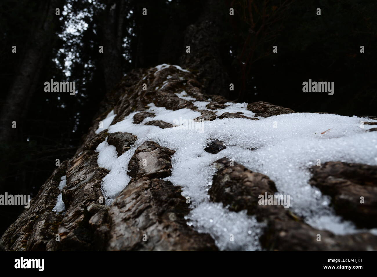 Nature upclose hi-res stock photography and images - Alamy