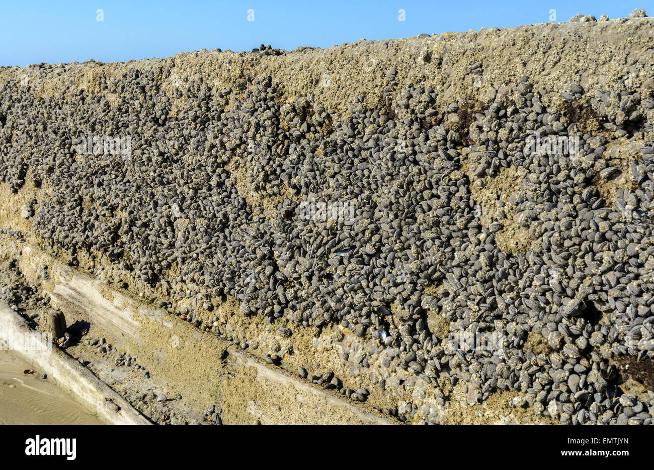 A wall covered in seawater mussels Stock Photo - Alamy