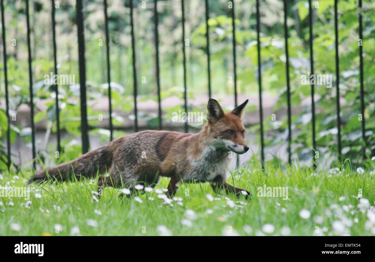 red fox (Vulpes vulpes) on a green background run hunt stock photo ...