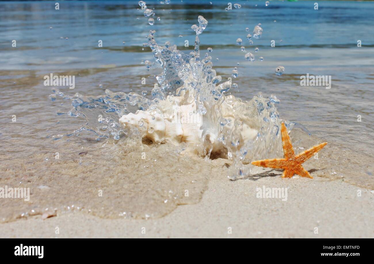 conch shell sandy beach with waves from sea- holiday concept Stock ...