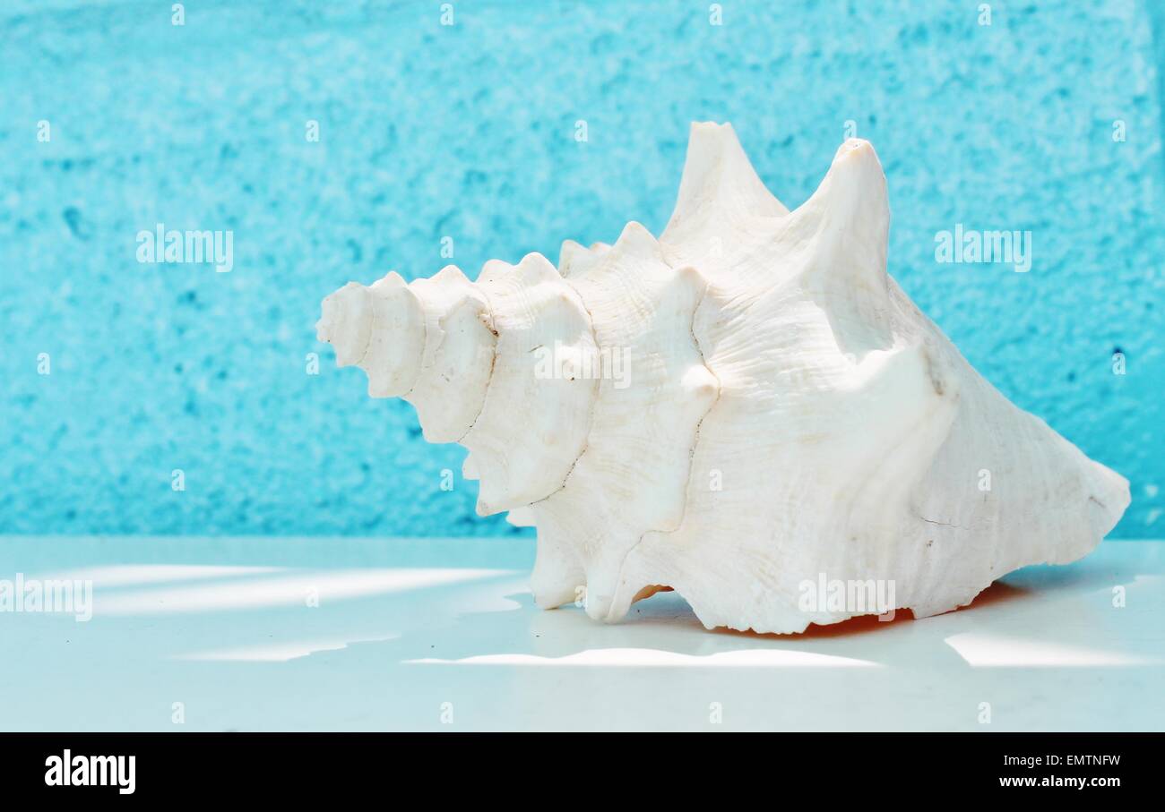 conch shell by aqua blue wall holiday concept Stock Photo - Alamy
