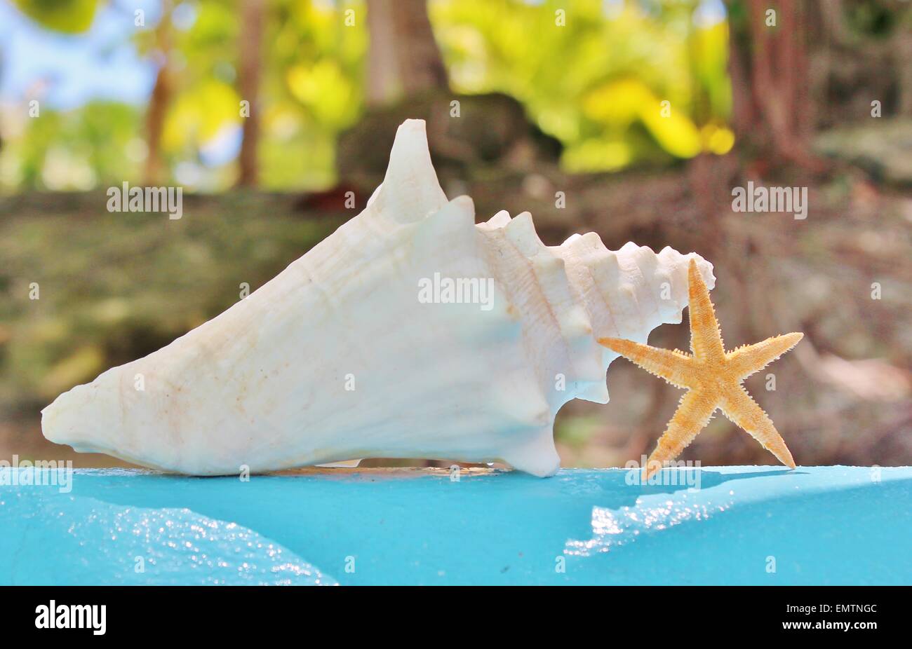 conch shell by aqua blue wall holiday concept Stock Photo - Alamy