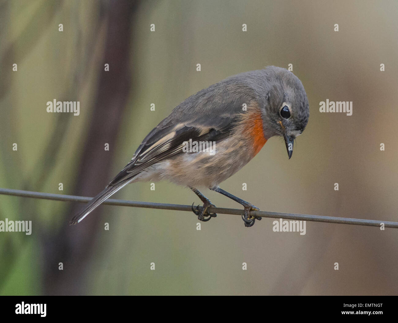 Robin in flight hi-res stock photography and images - Alamy