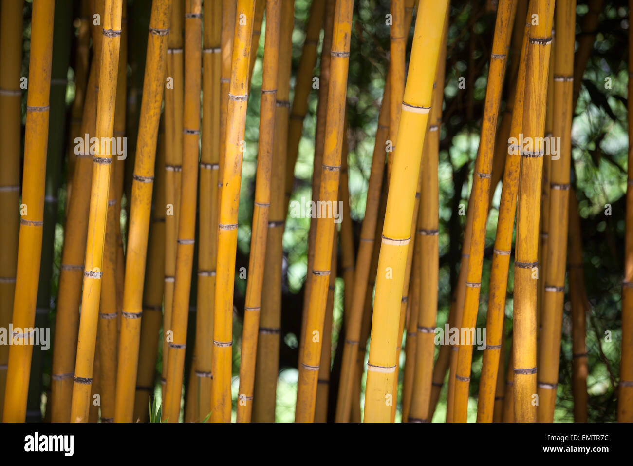 Detail of Bamboo Canes. Yellow and Green Colors Stock Photo - Alamy