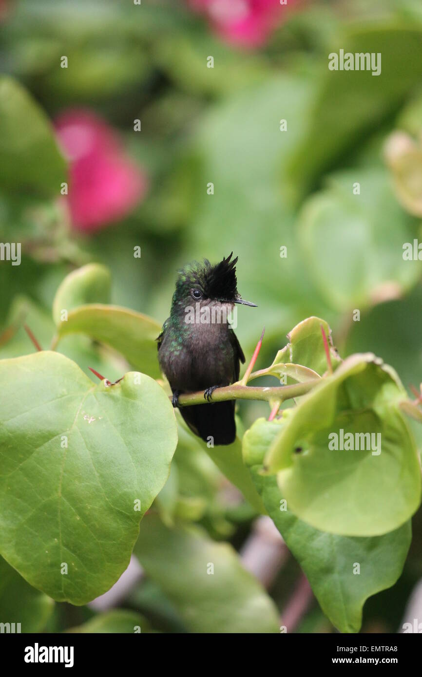 Green and blue Hummingbird Black-throated Mango, Anthracothorax ...