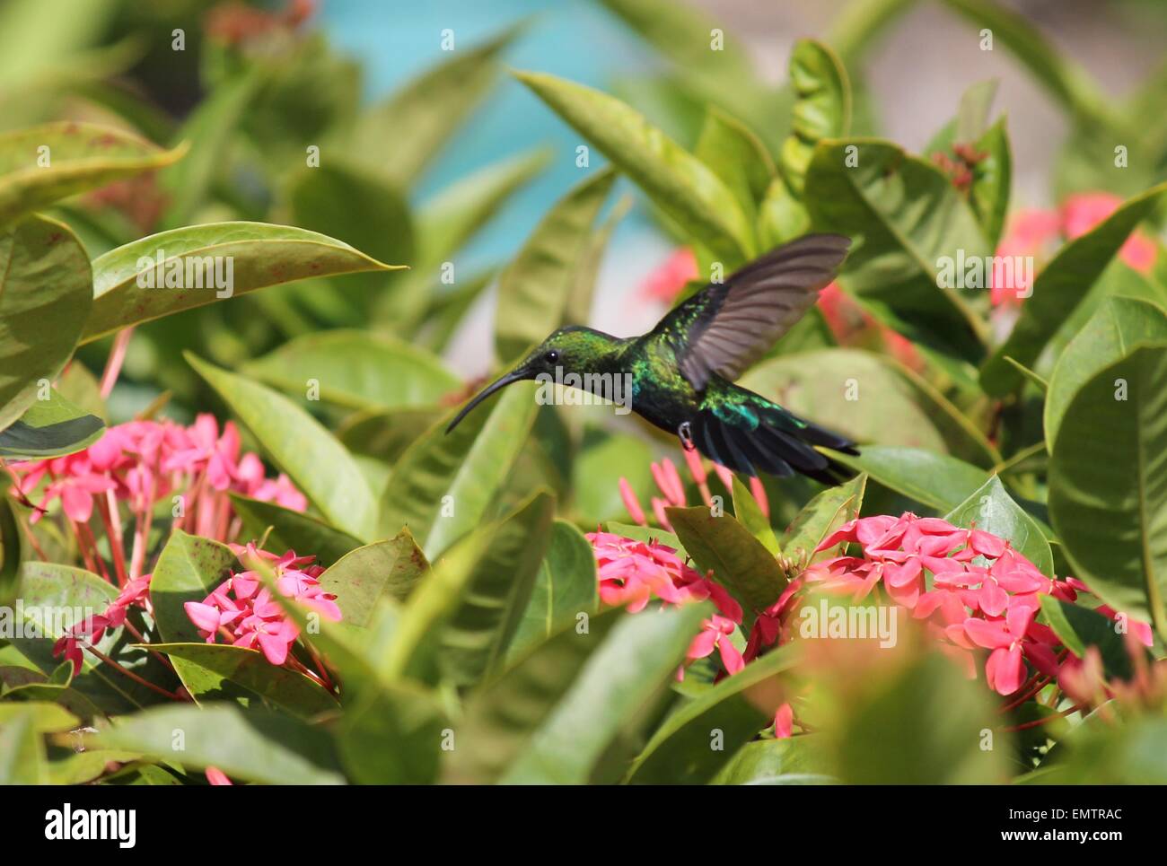Hummingbird Black-throated Mango, green and blue Anthracothorax ...