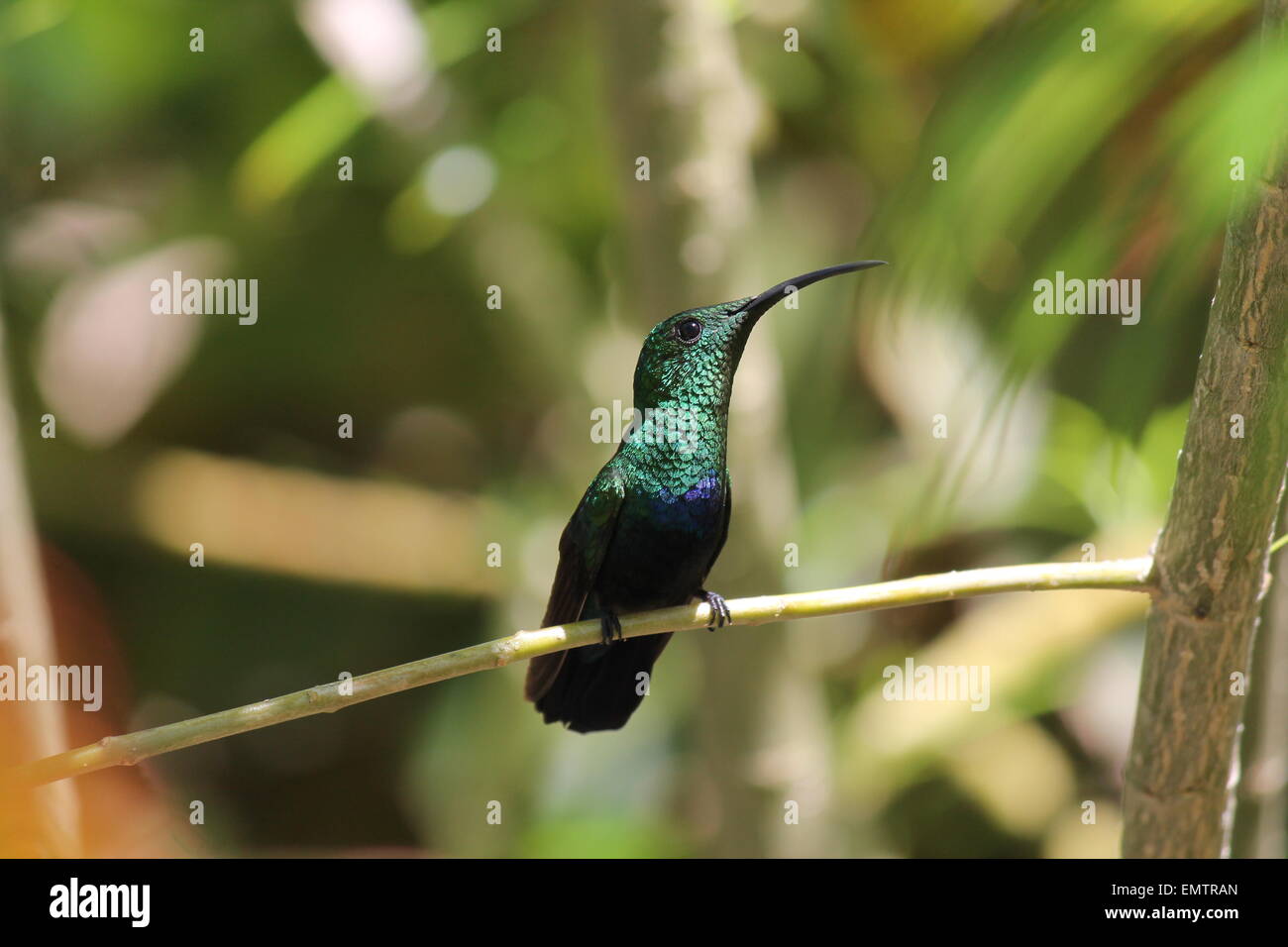 Hummingbird Black-throated Mango, Anthracothorax nigricollis, green and ...