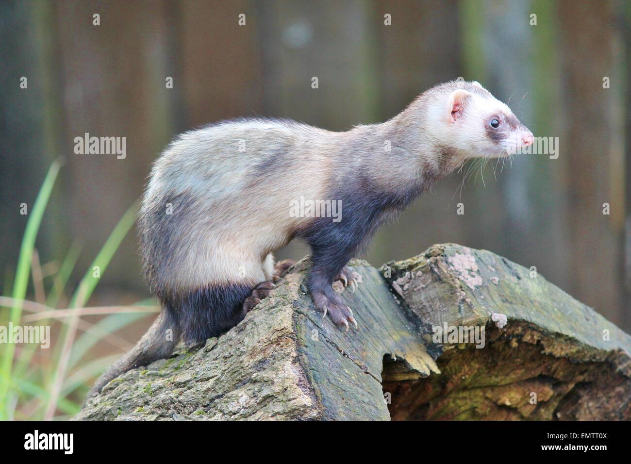 Striped Polecat Stock Photos & Striped Polecat Stock Images - Alamy