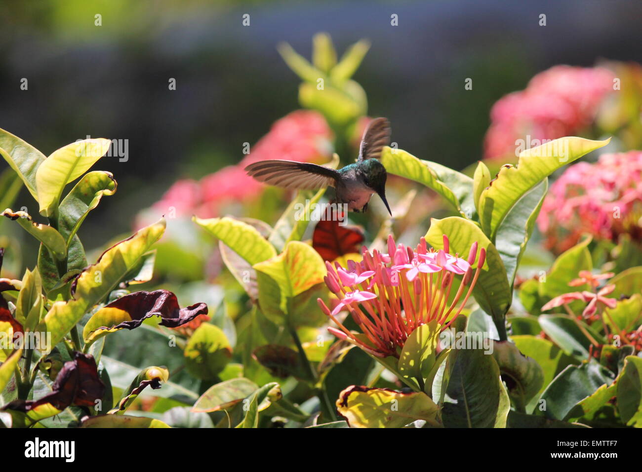 Hummingbird feed feeding nectar fly flight flying Black-throated Mango ...
