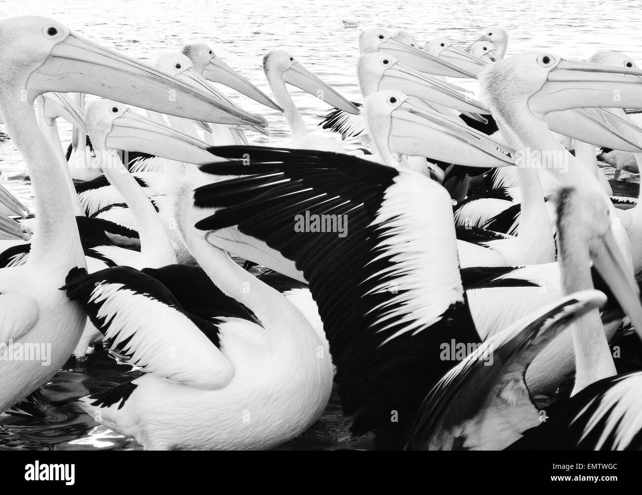 Flock of hungry pelicans at Toukley Australia Stock Photo - Alamy