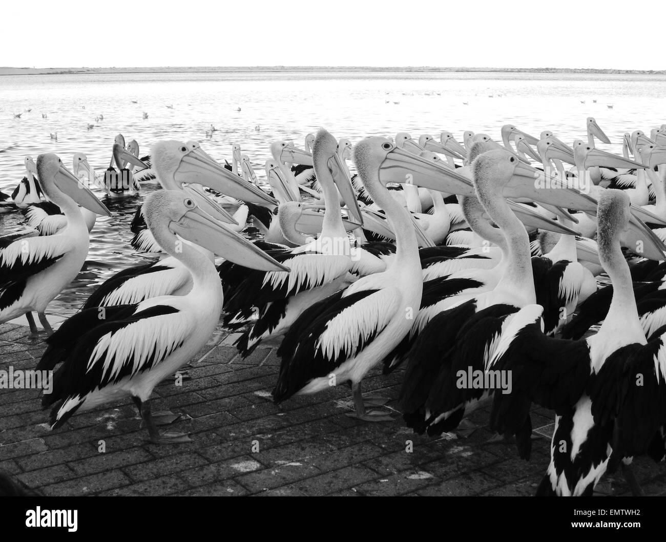 Toukley australia hi-res stock photography and images - Alamy