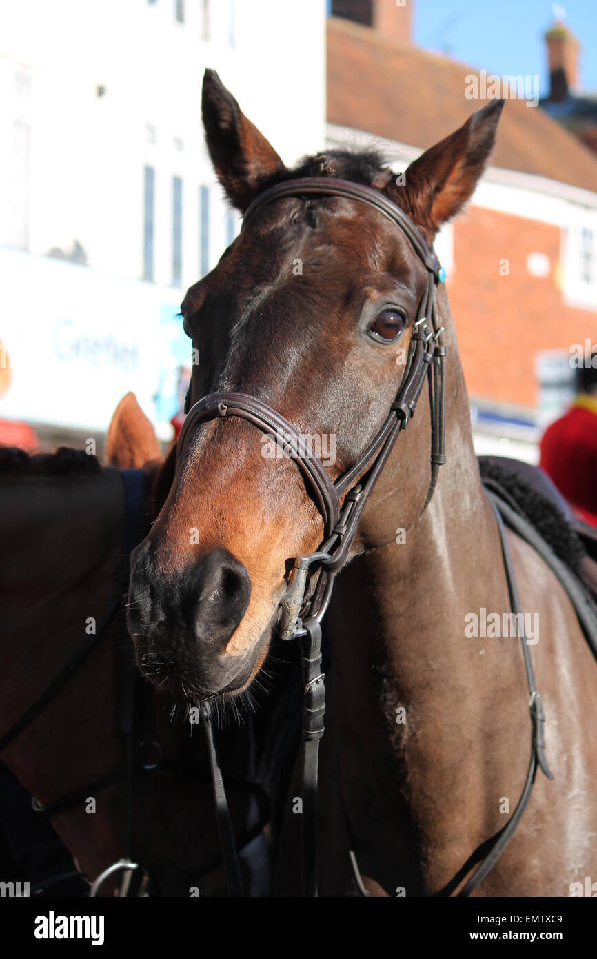 Huntsman ready for the fox hunt Stock Photo - Alamy