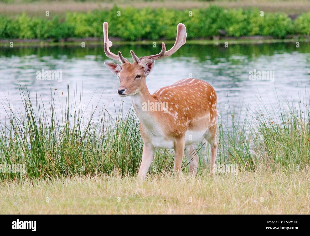 fallow deer stag wild Stock Photo - Alamy