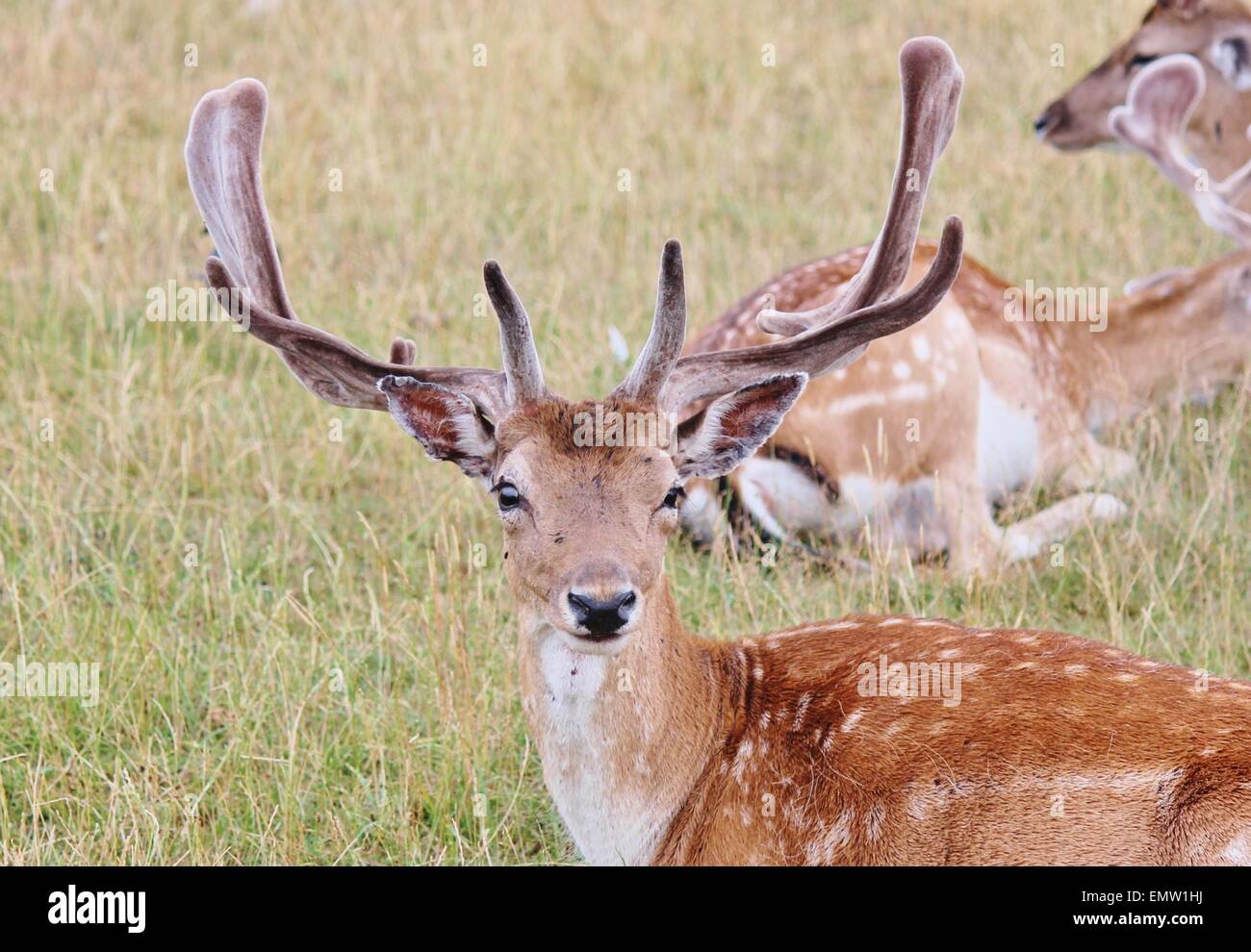 fallow deer stag wild Stock Photo - Alamy