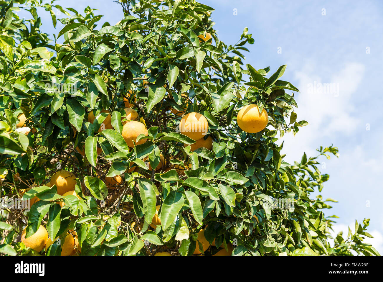 Tree orange hi-res stock photography and images - Alamy