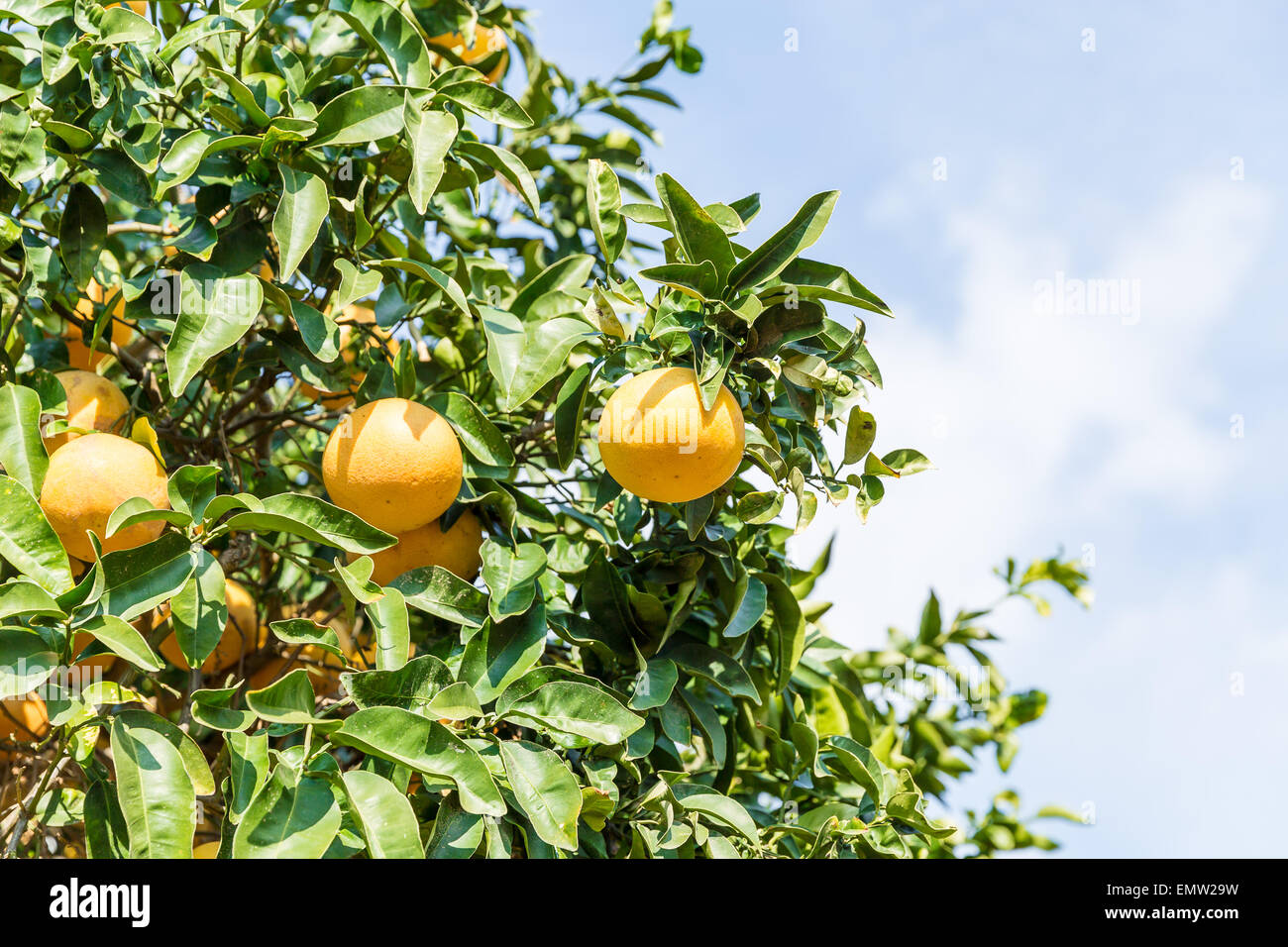 Orange Tree with the ripe oranges Stock Photo - Alamy