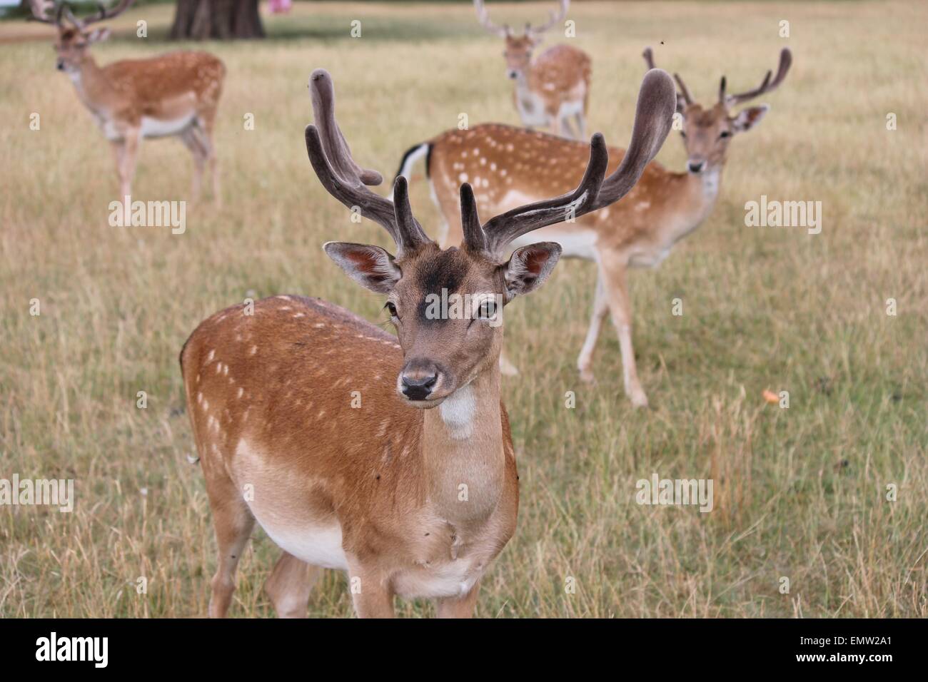 fallow deer stag wild Stock Photo - Alamy