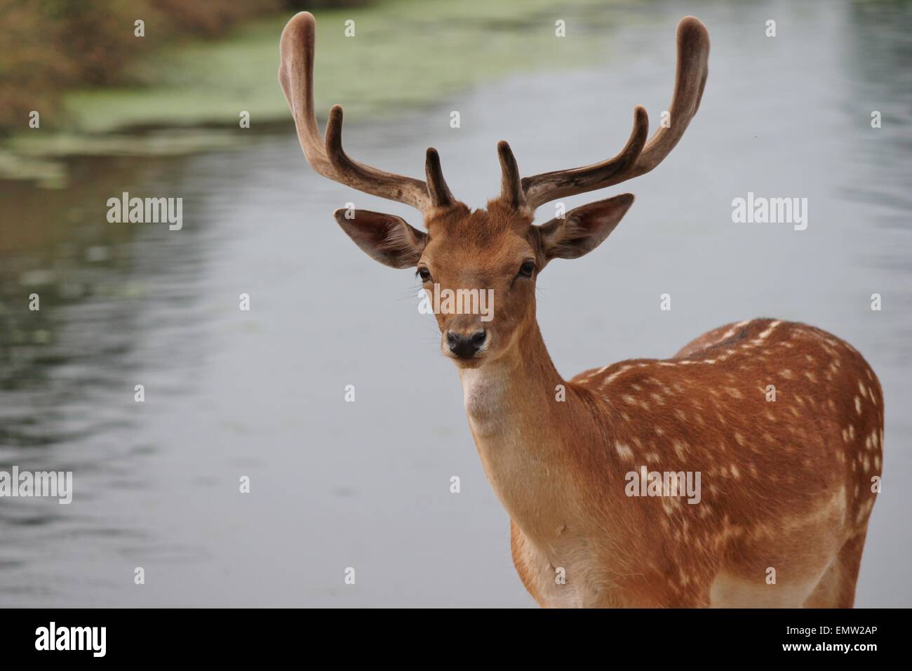 fallow deer stag wild Stock Photo - Alamy