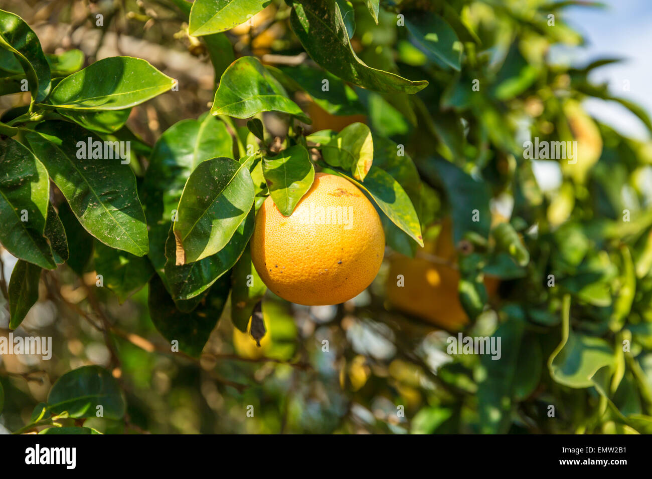 Orange Tree with the ripe oranges Stock Photo - Alamy