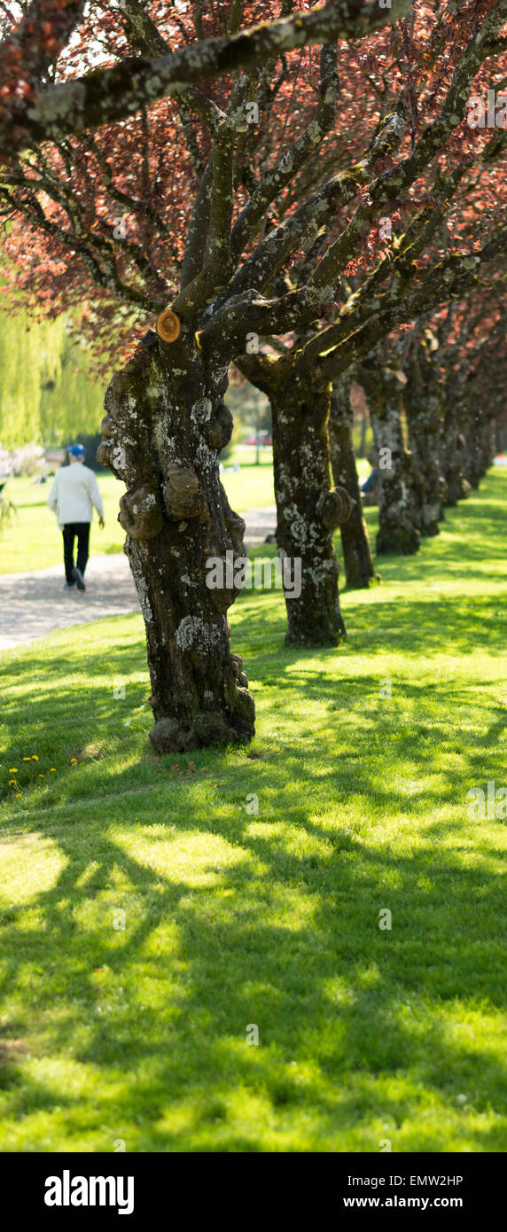 Lane with trees hi-res stock photography and images - Alamy
