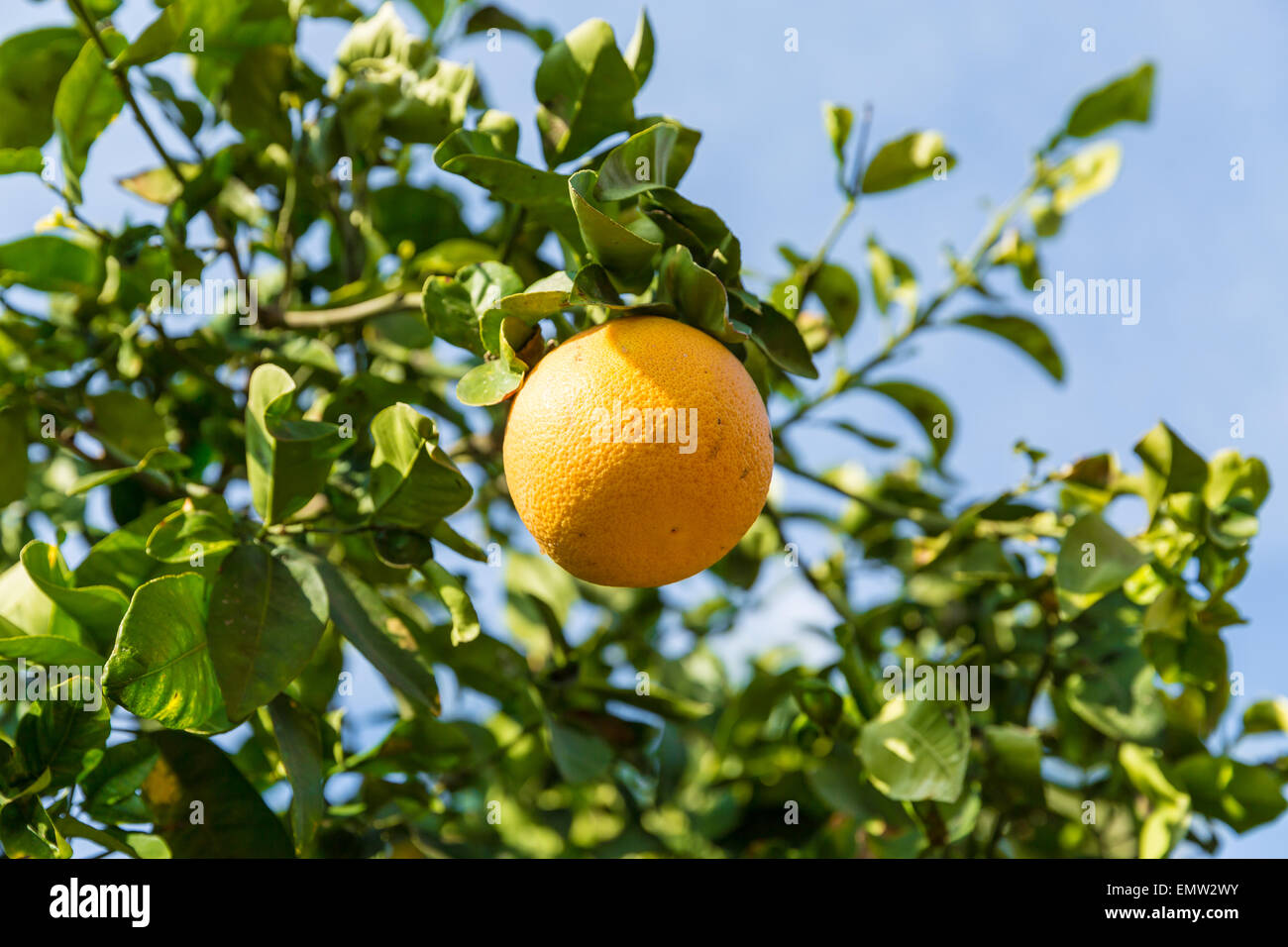 Orange Tree with the ripe oranges Stock Photo - Alamy