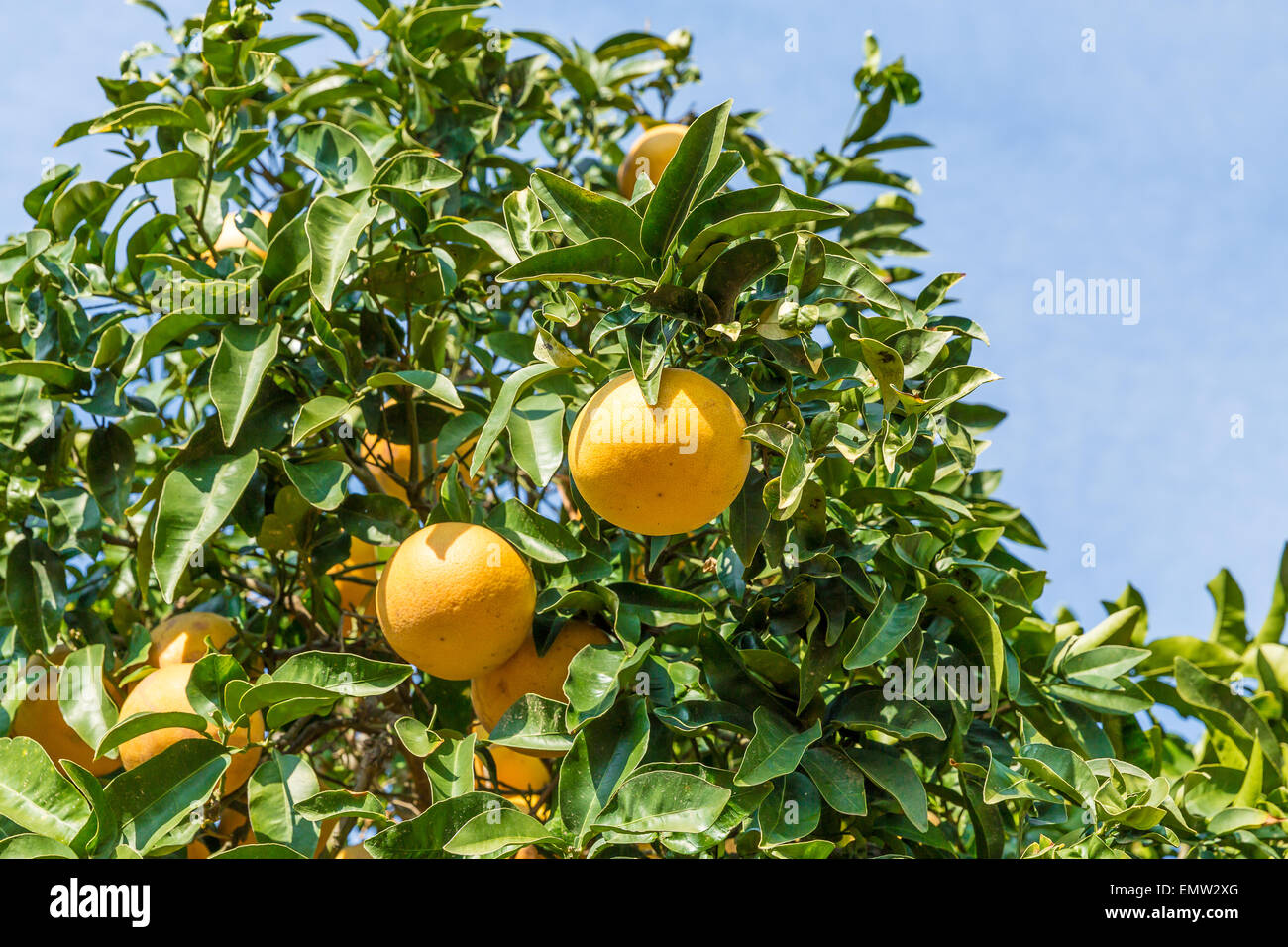 Orange Tree with the ripe oranges Stock Photo - Alamy
