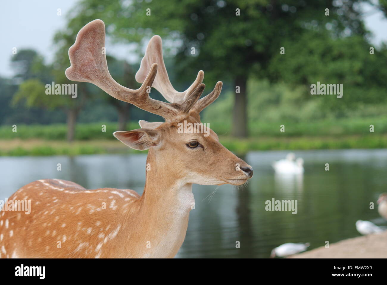 fallow deer stag wild Stock Photo - Alamy