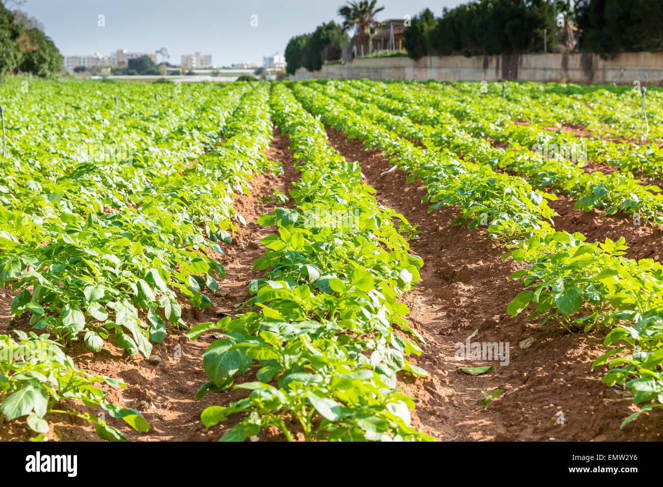 Healthy potato plant field hi-res stock photography and images - Alamy