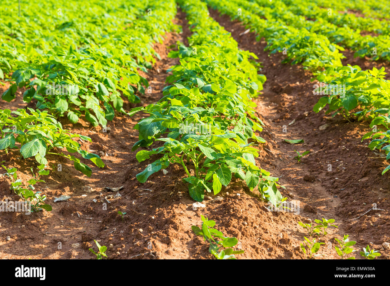 Gardening field plant green hi-res stock photography and images - Alamy