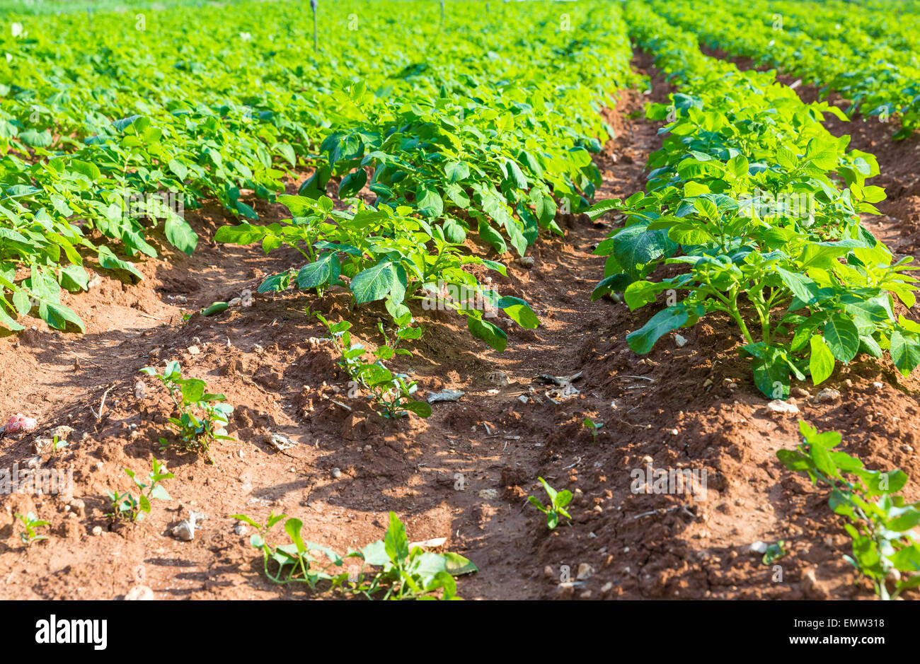 Green cultivated potato field hi-res stock photography and images - Alamy